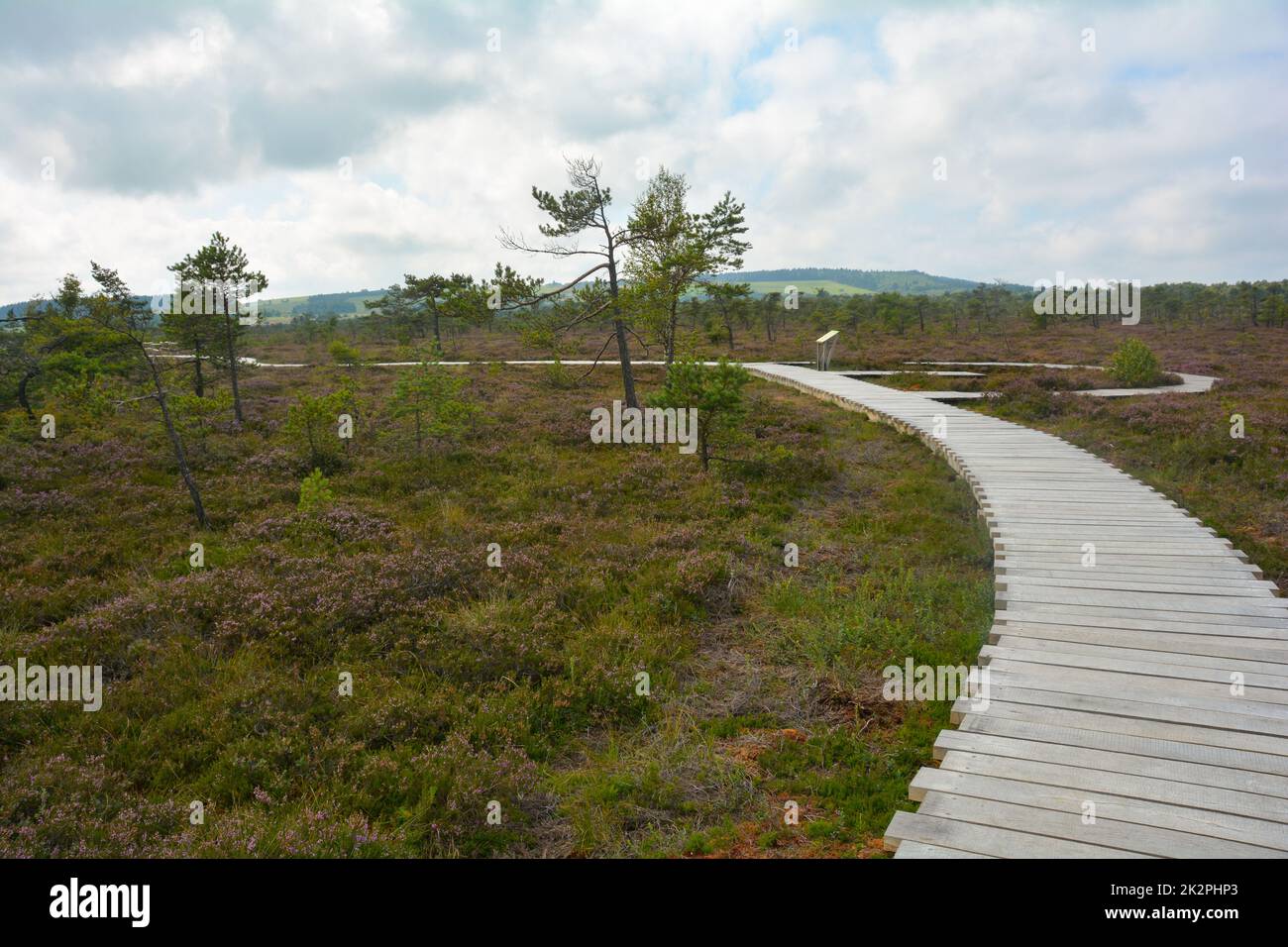 Black moor with a wooden path and broom heather Stock Photo - Alamy