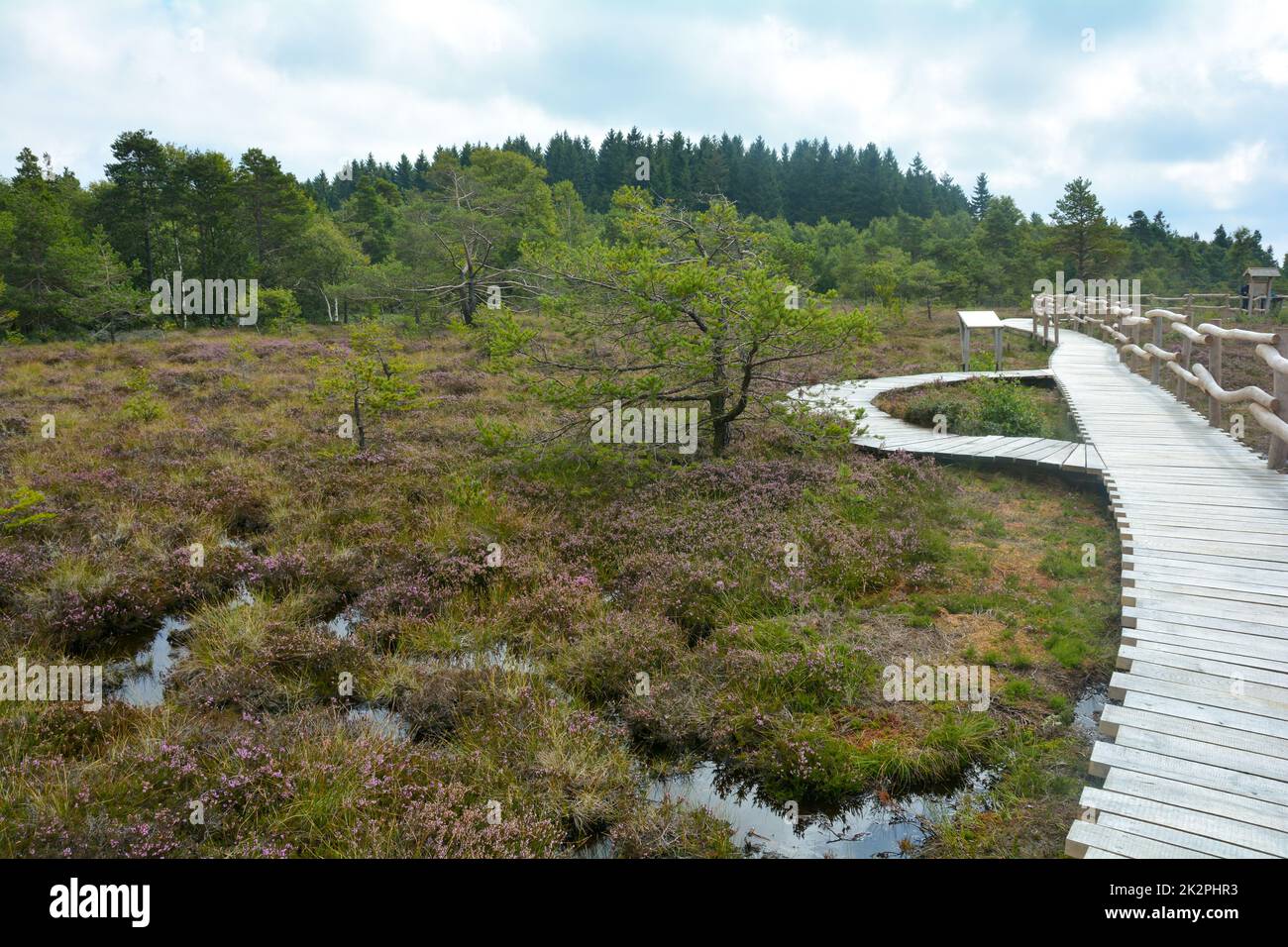 A wooden footbridge in the k bog, with bog eye and heather Stock Photo ...