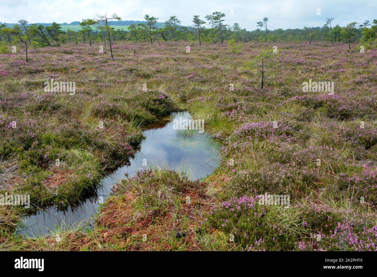 In the black bog with bog eyes and heather Stock Photo - Alamy