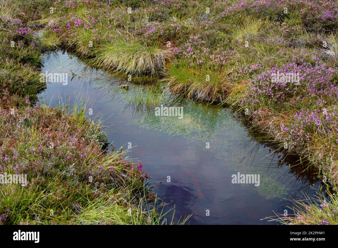 Bog eye with heather in the bog Stock Photo - Alamy