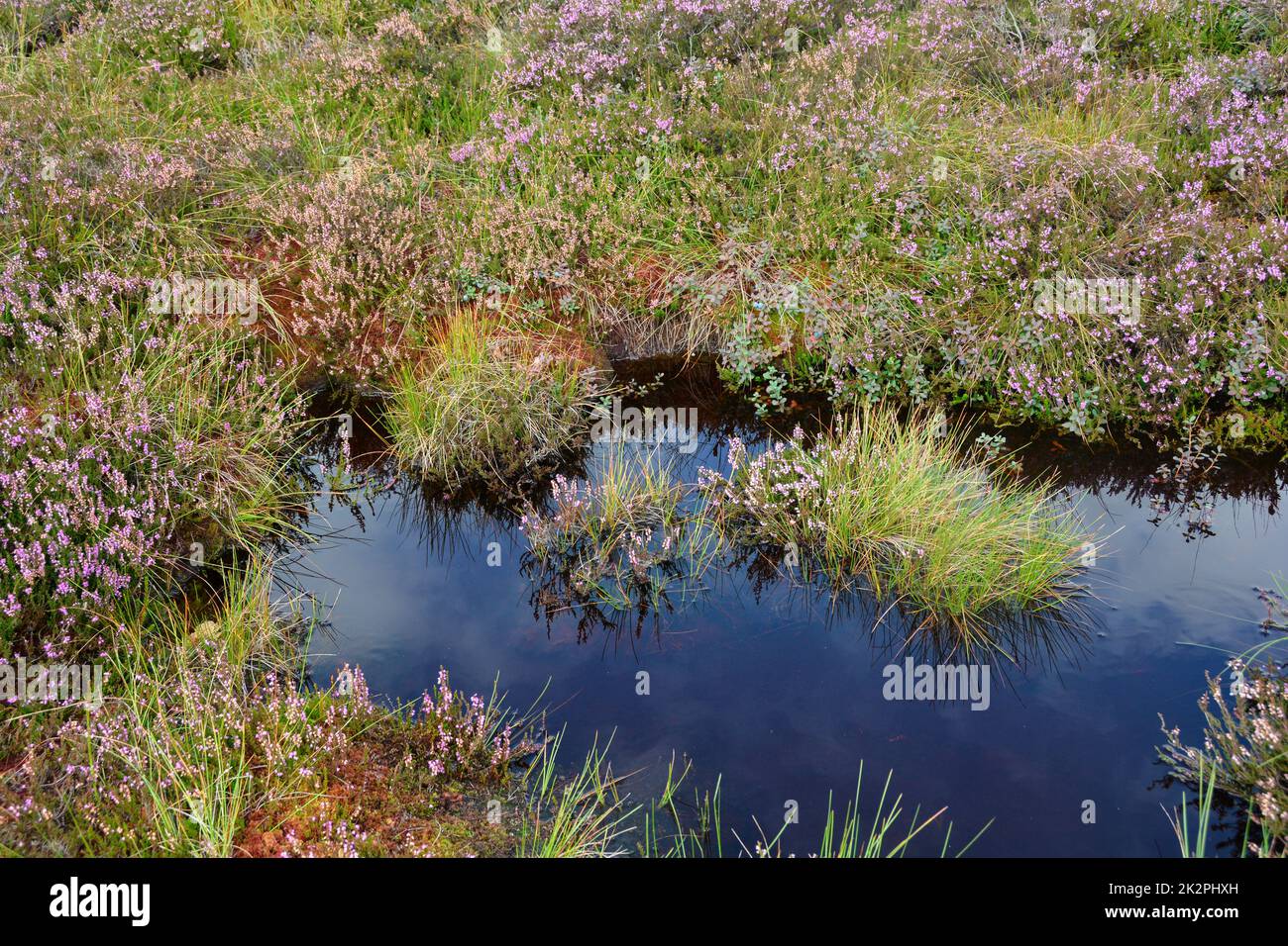 A bog eye with heather in the bog Stock Photo - Alamy