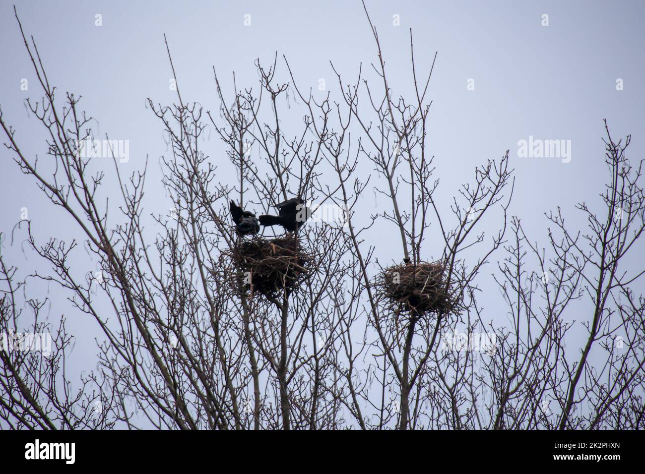 Crow Nest In Tree