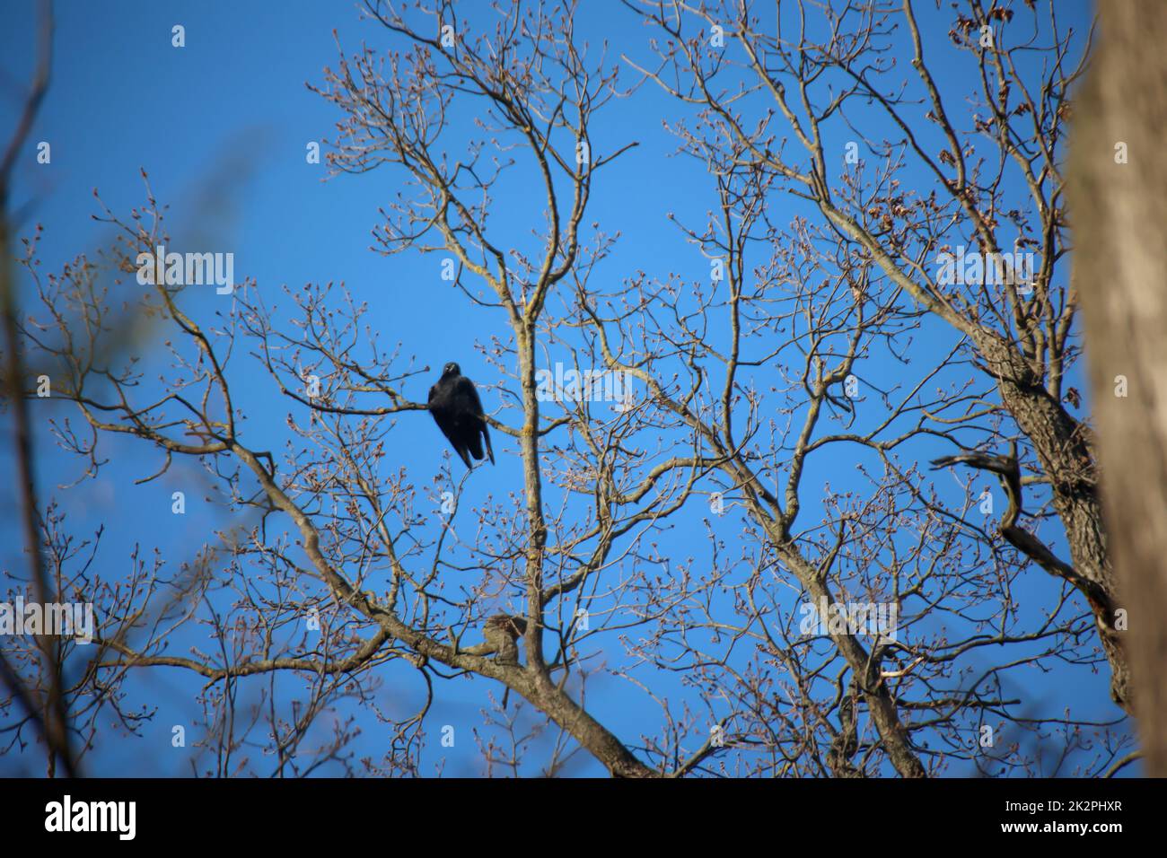 Horizontal shot high tree hi-res stock photography and images - Alamy