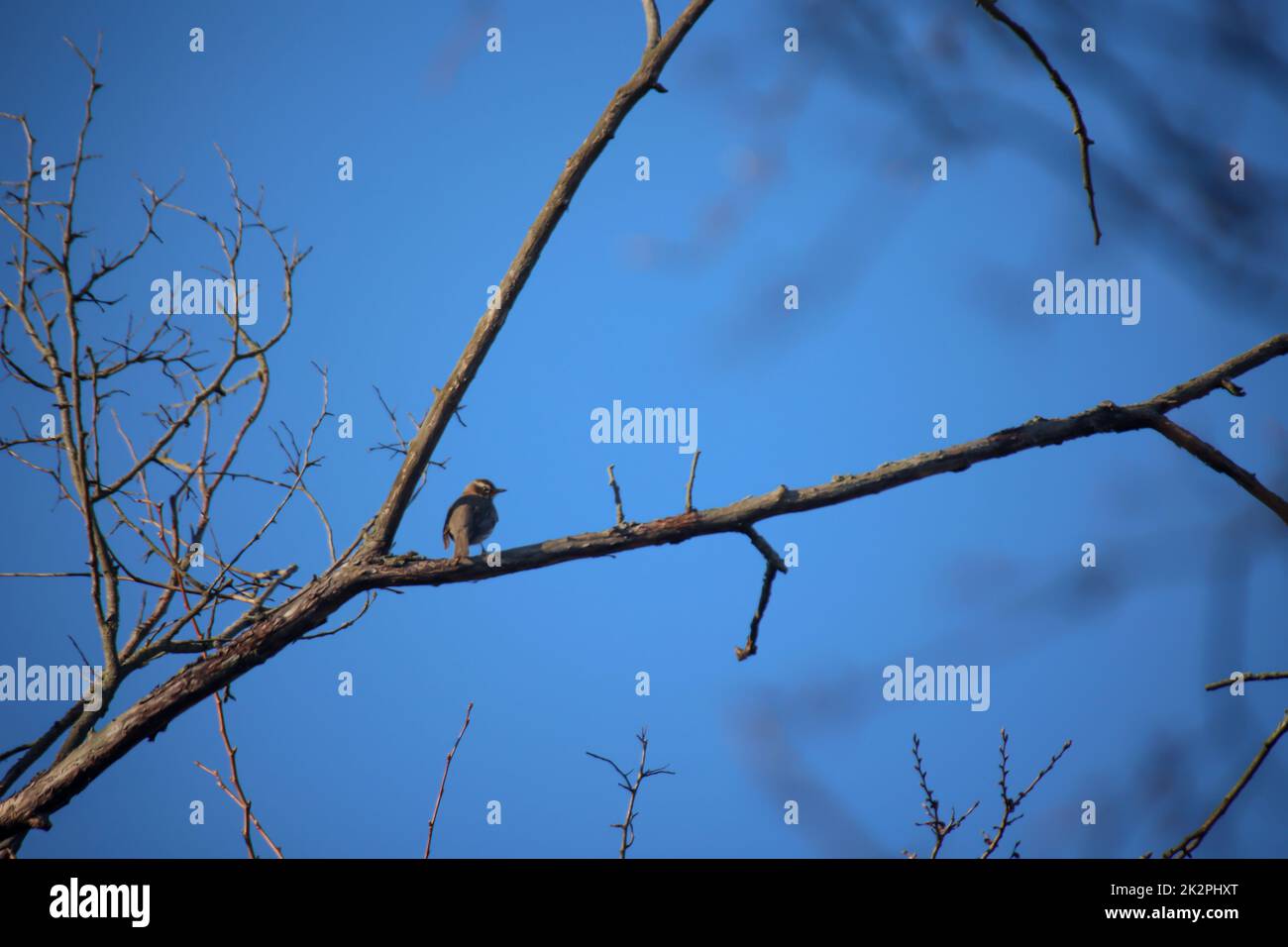 A redwing is sitting alone on the empty branch of a tree Stock Photo ...