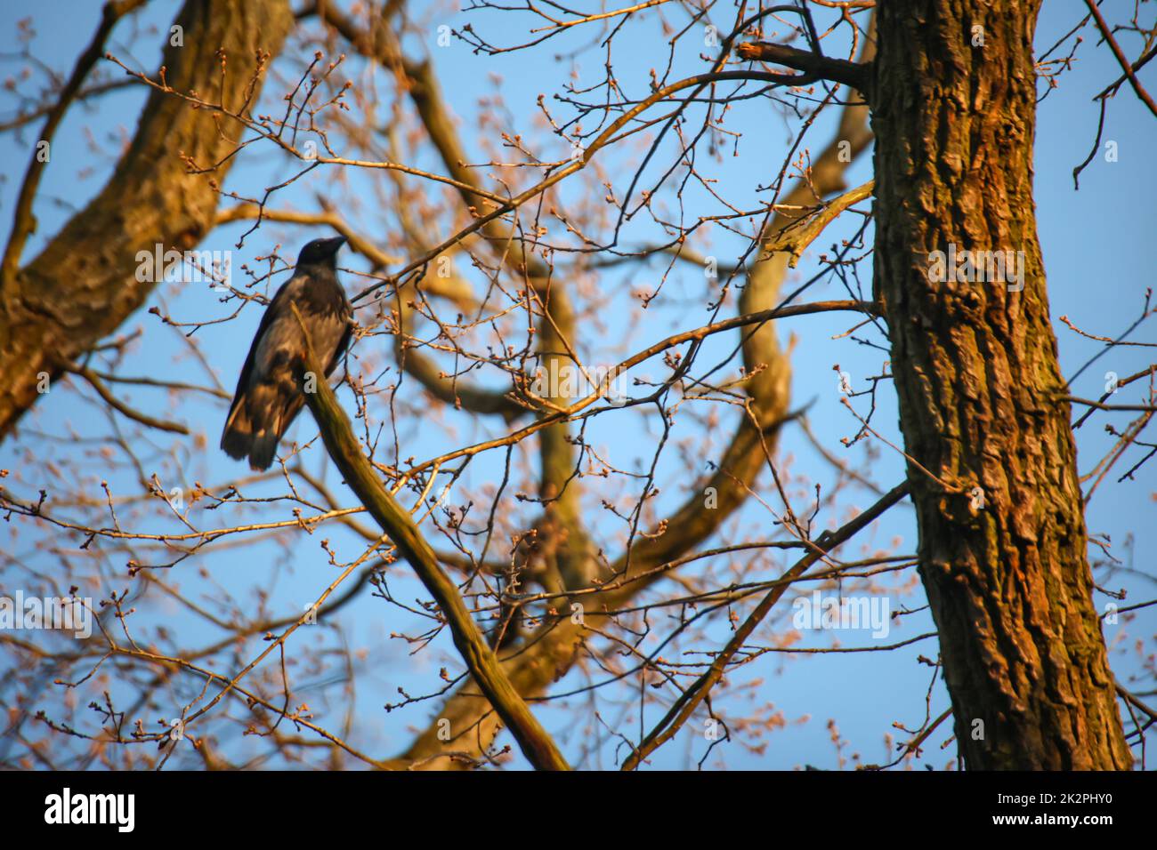 A crow sits high up in the branches of a tree Stock Photo - Alamy