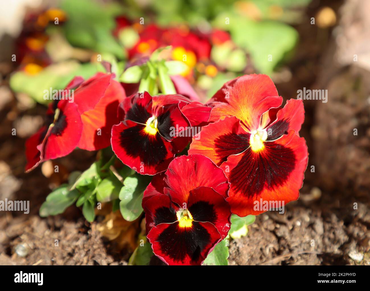 Close up of a flower of a pansy Stock Photo - Alamy