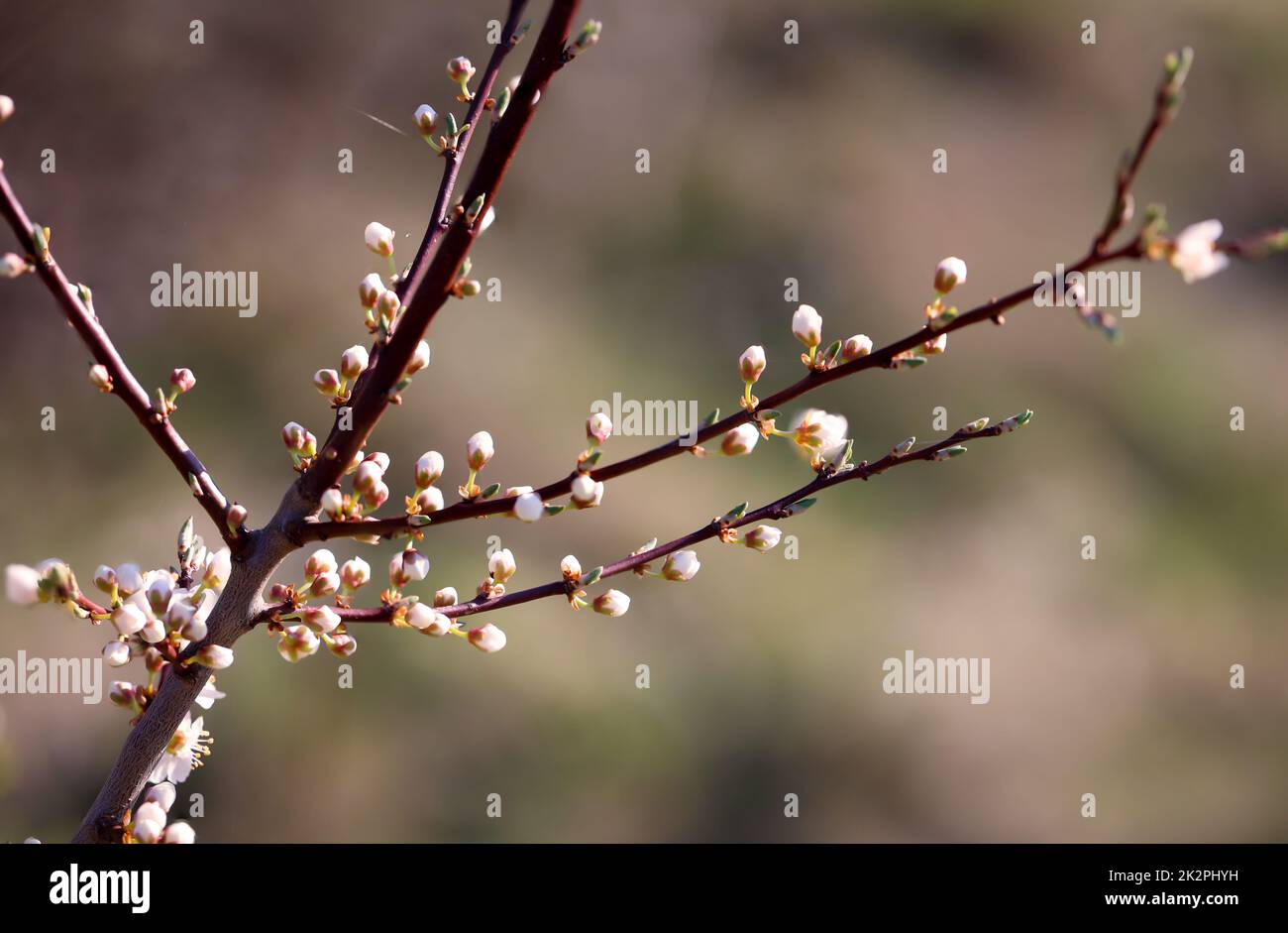 Beautiful branching tree hi-res stock photography and images - Alamy