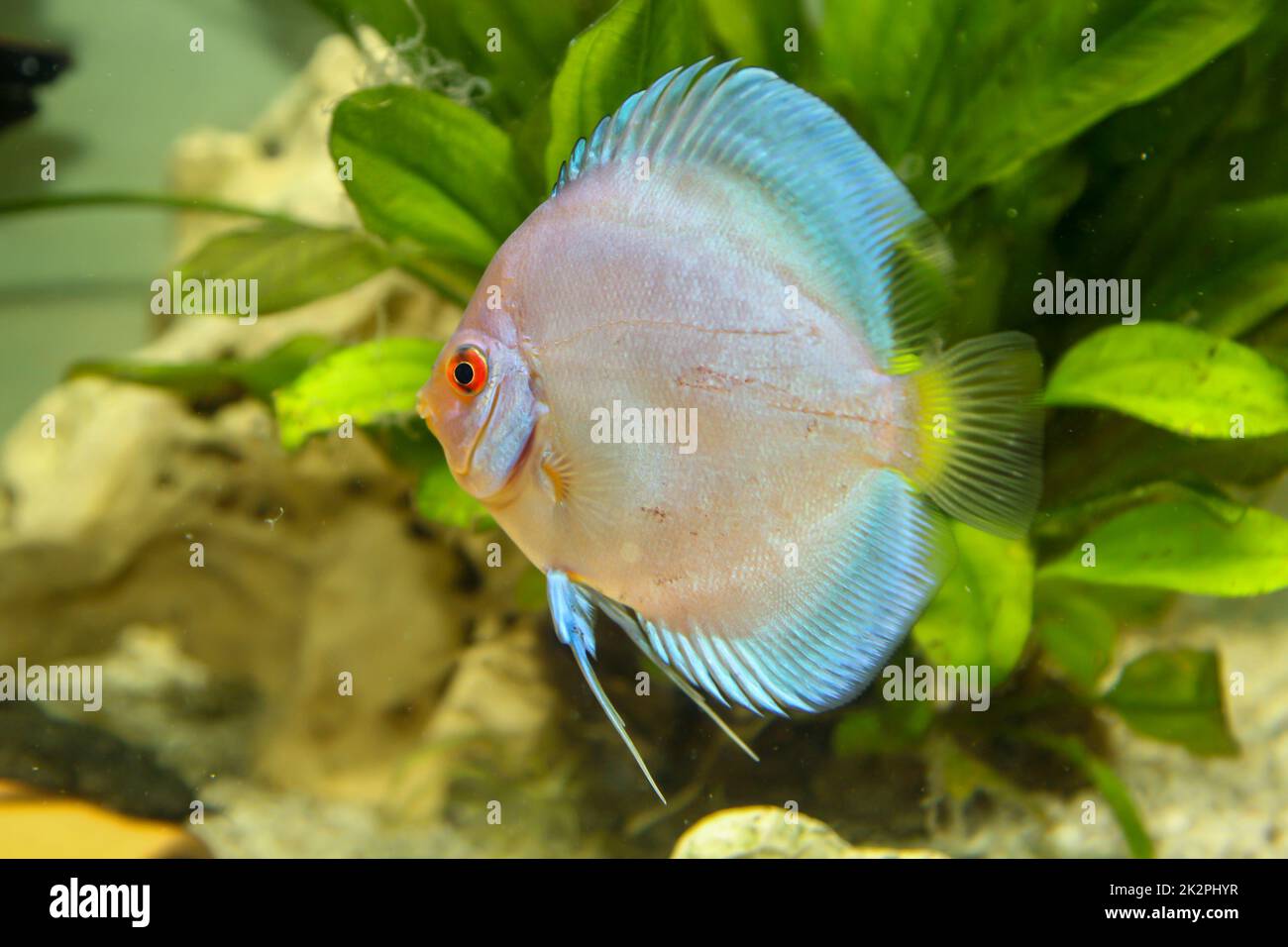 Portrait of a beautiful colored discus discus cichlid in a blackwater ...