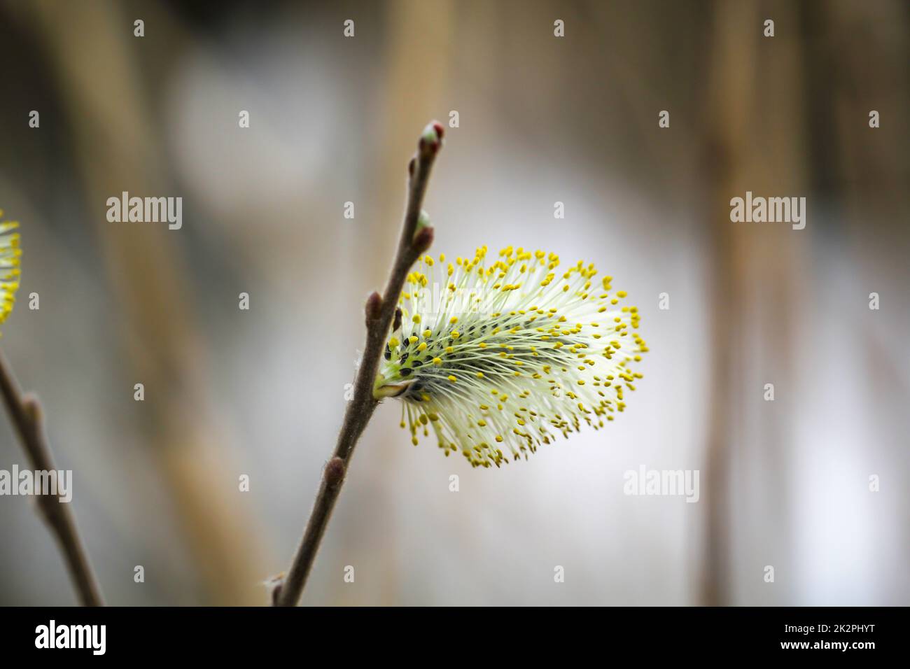 Close-up of a willow catkin. They are the first food of the year for ...