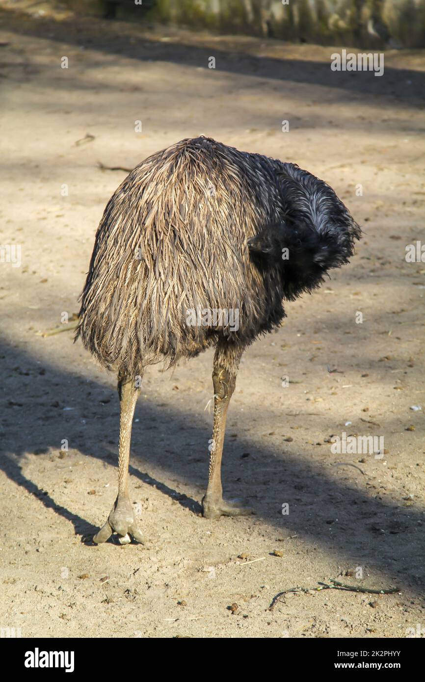 Photograph of an emu. Emus are flightless birds Stock Photo - Alamy