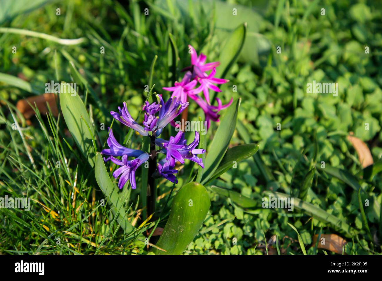 Close-up of opened flower of hyacinth Stock Photo - Alamy
