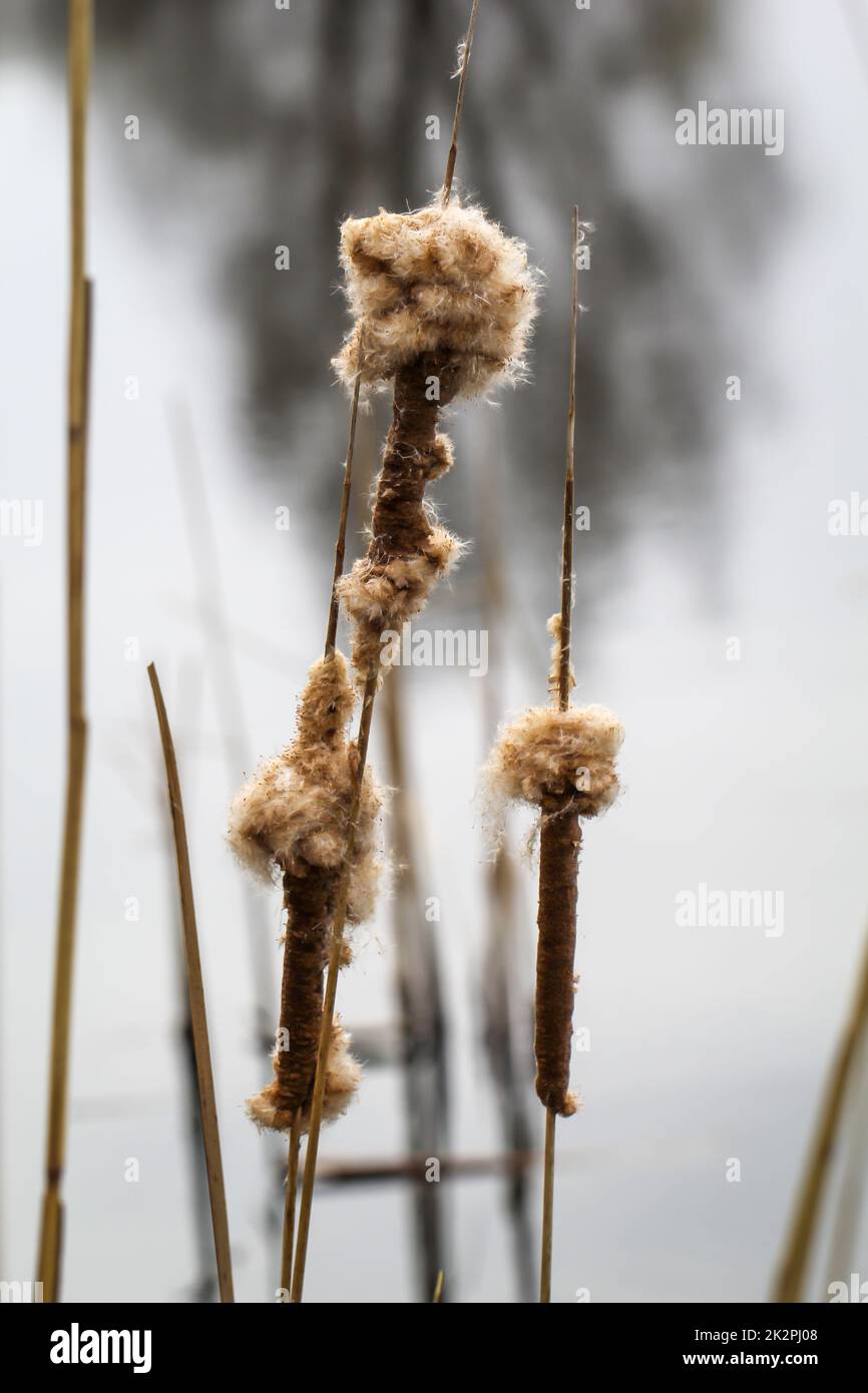 Close-up of a narrow-leaved bulrush. In the spring for nest building ...