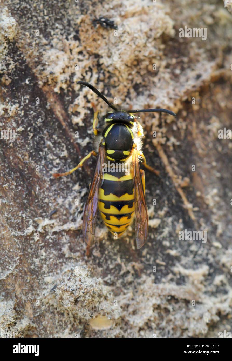A close-up of a wasp on a piece of tree bark Stock Photo - Alamy