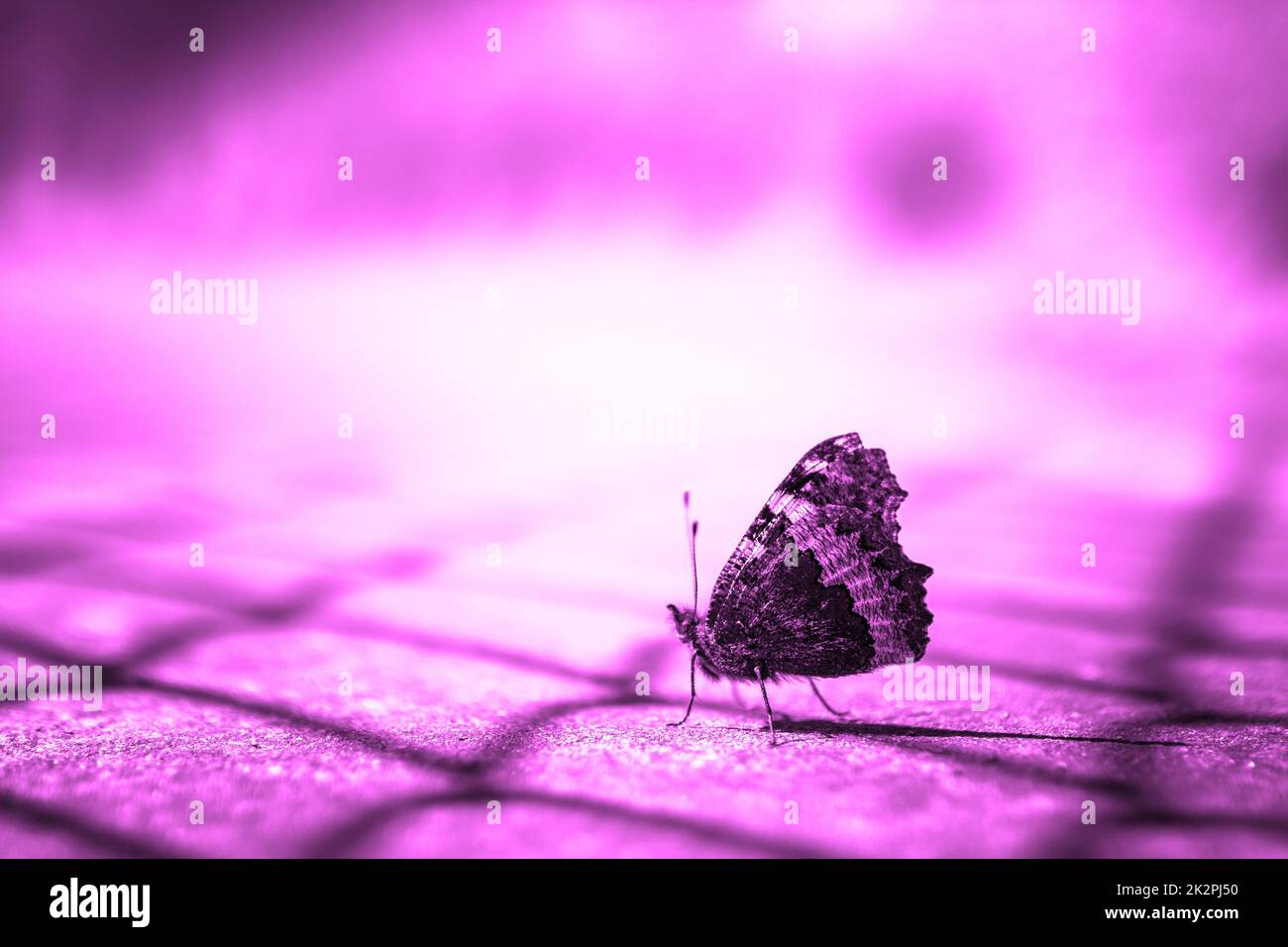 Pretty pink butterfly hi-res stock photography and images - Alamy