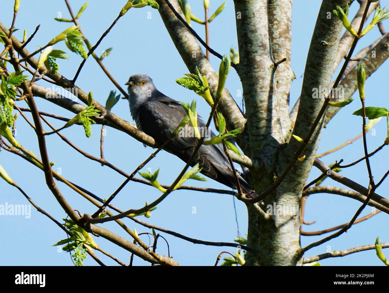 Cuculus canorus cuckoo in a tree in May Stock Photo - Alamy