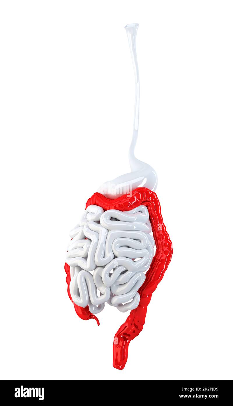 3d render of human digestive system, detailed medical illustration ...