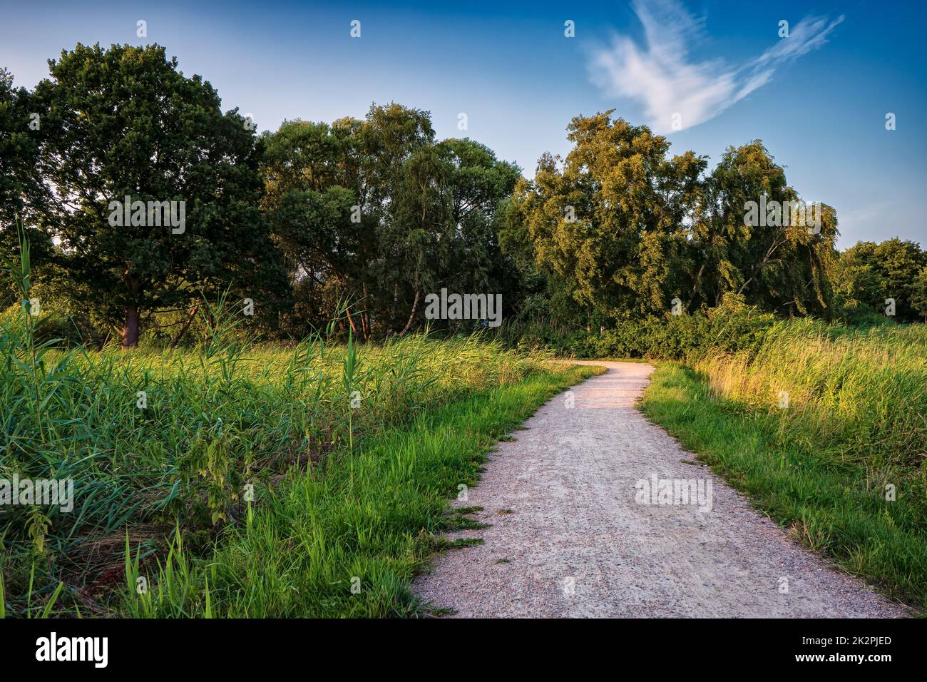 Lagoon landscape of the Darss Peninsula Stock Photo - Alamy