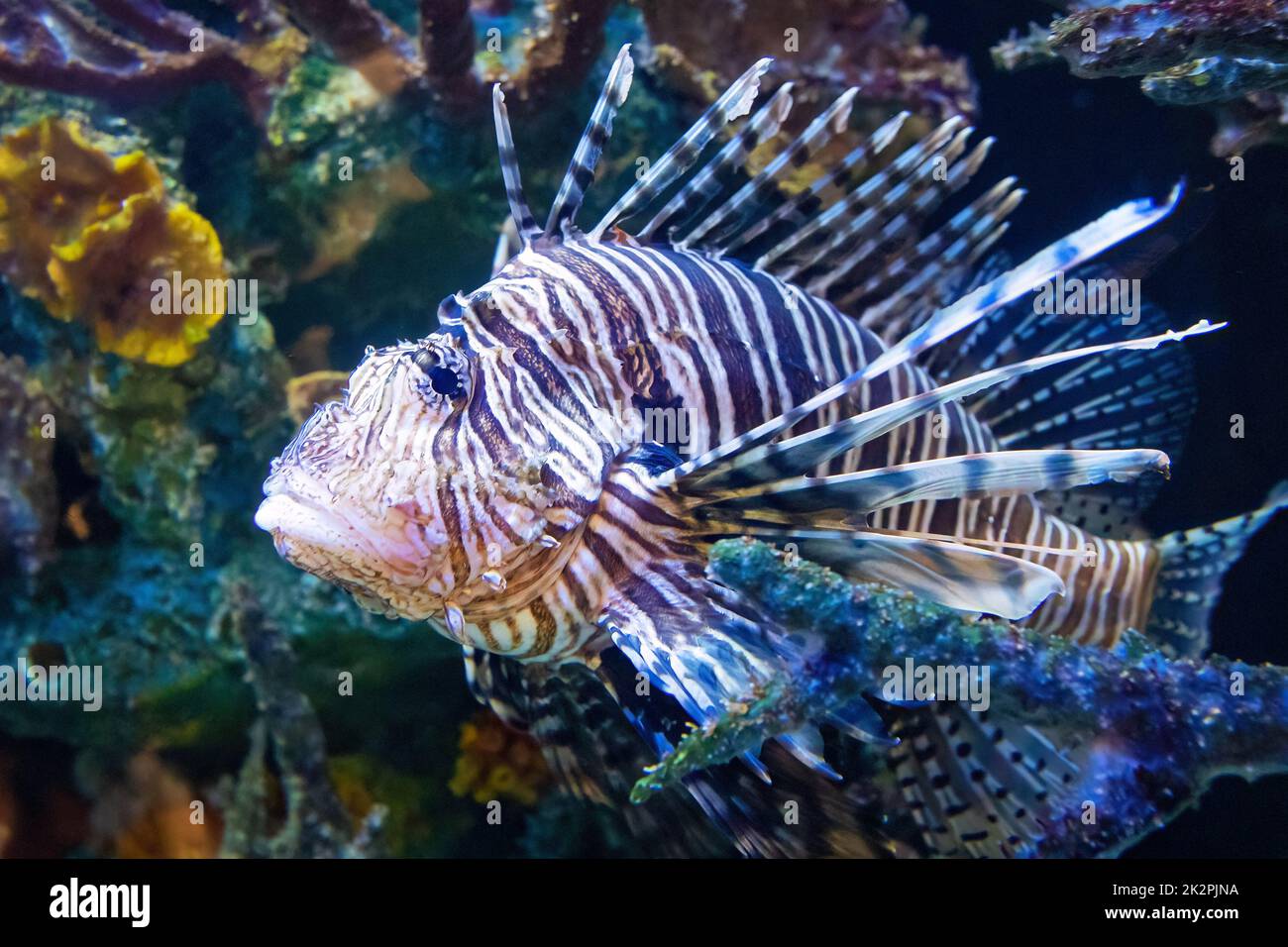 Close up red lionfish swim hi-res stock photography and images - Alamy