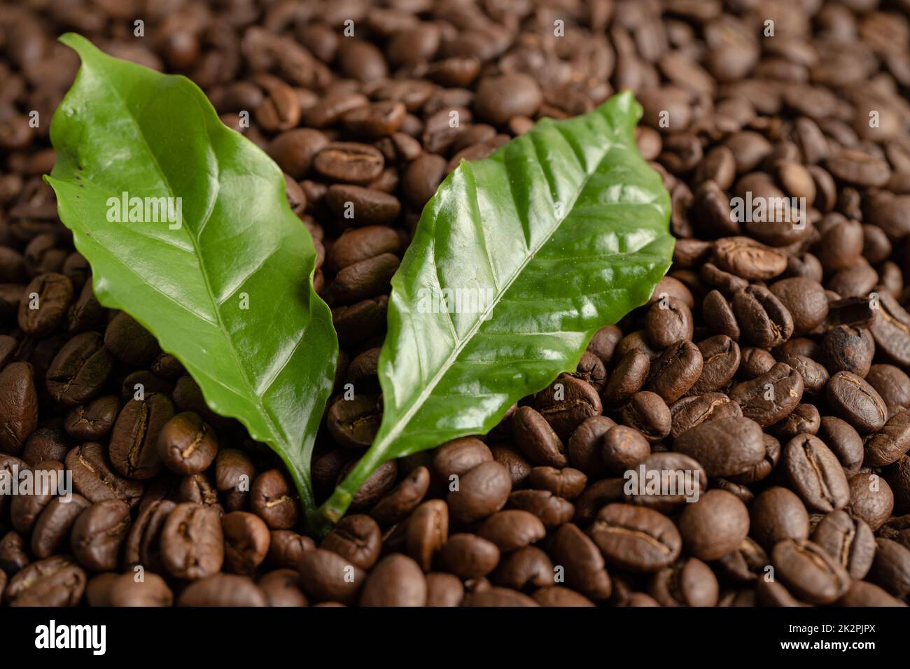 Coffee bean medium roasted with leaf in fresh morning Stock Photo - Alamy