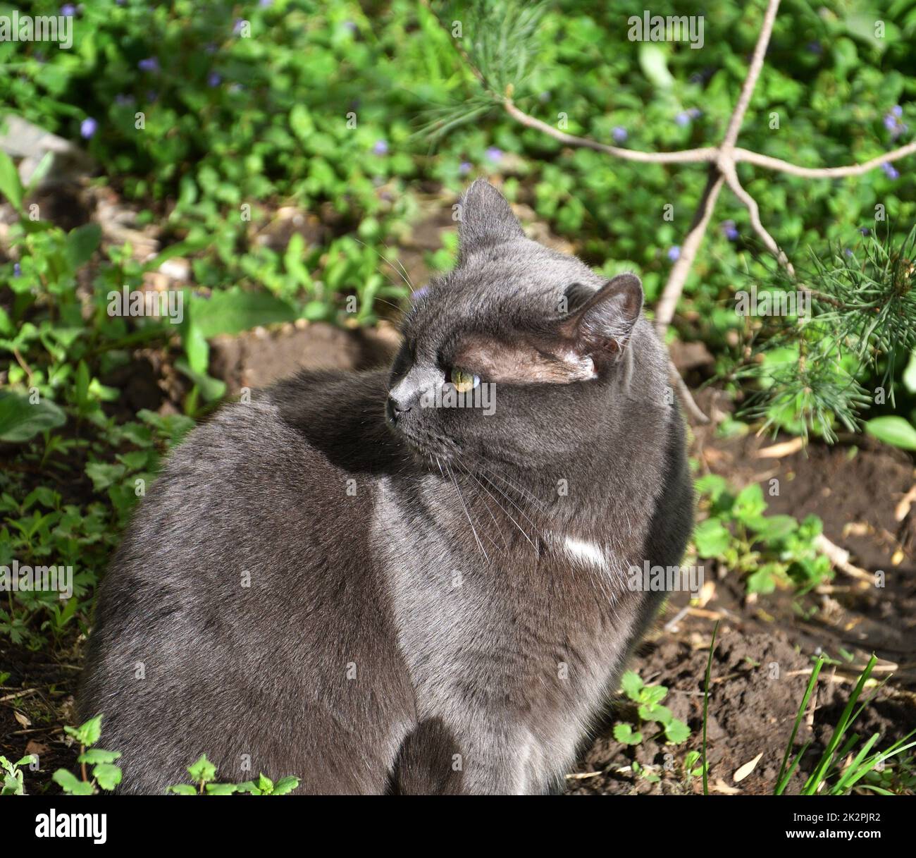 Cat of the Chartreuse breed or a Cartesian cat Stock Photo - Alamy
