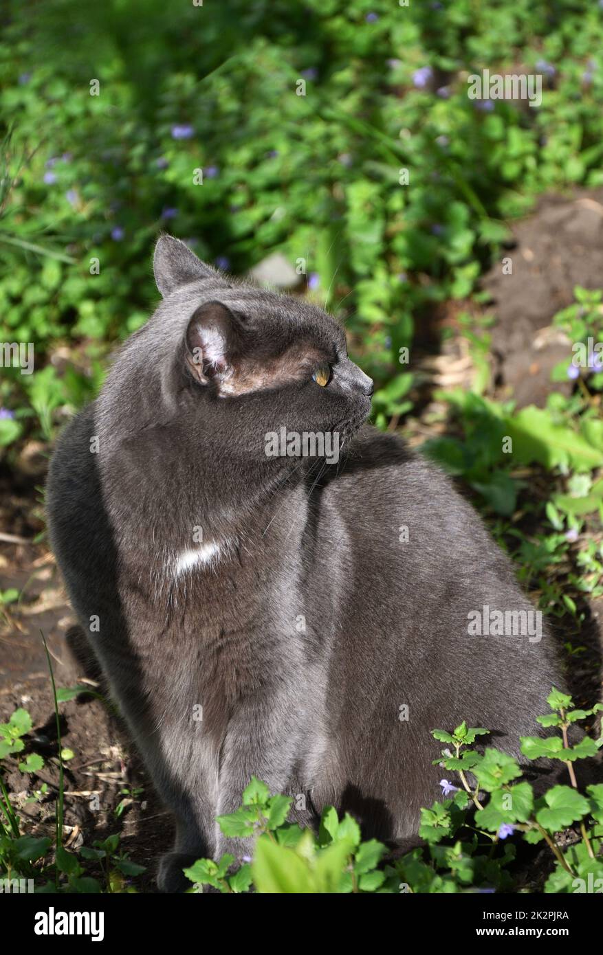 Cat of the Chartreuse breed or a Cartesian cat Stock Photo - Alamy