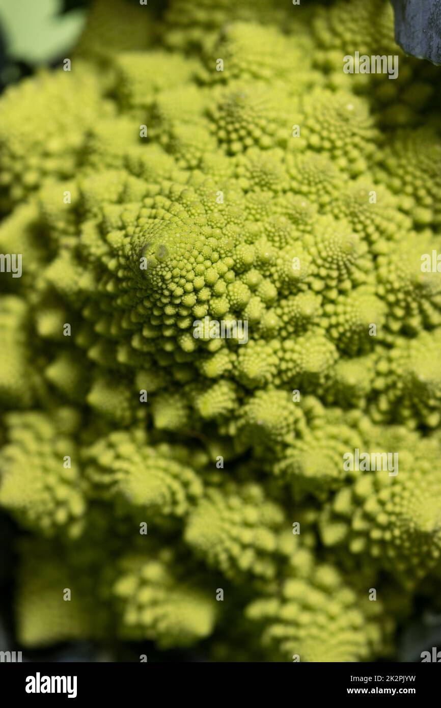 Pyramid garden detail hi-res stock photography and images - Alamy