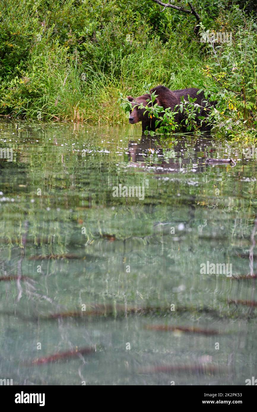 A vertical shot of an Alaskan brown bear hiding behind bushes on Clark ...