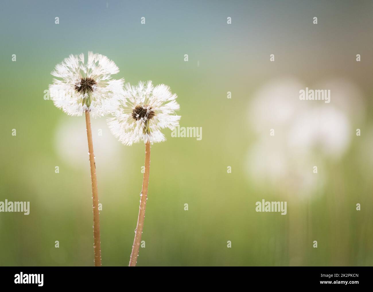 Dandelion head with spores Stock Photo - Alamy
