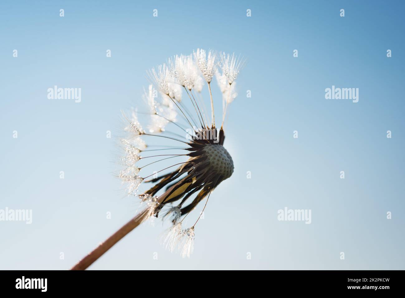 Flying spores hi-res stock photography and images - Alamy