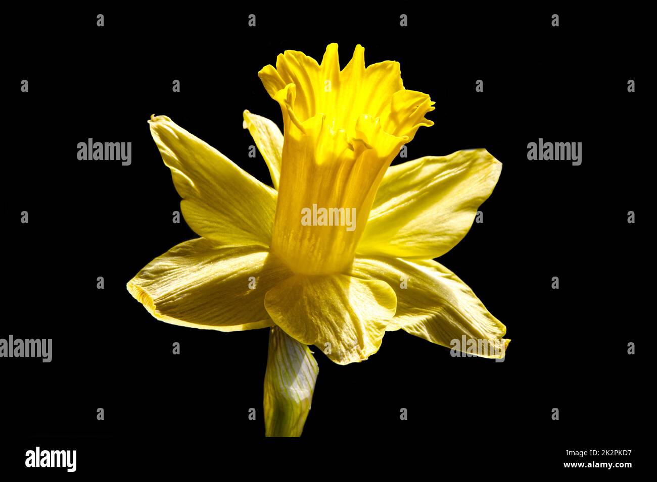 Daffodil flower head Stock Photo - Alamy