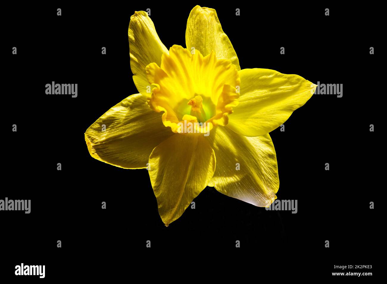 Daffodil flower head Stock Photo - Alamy
