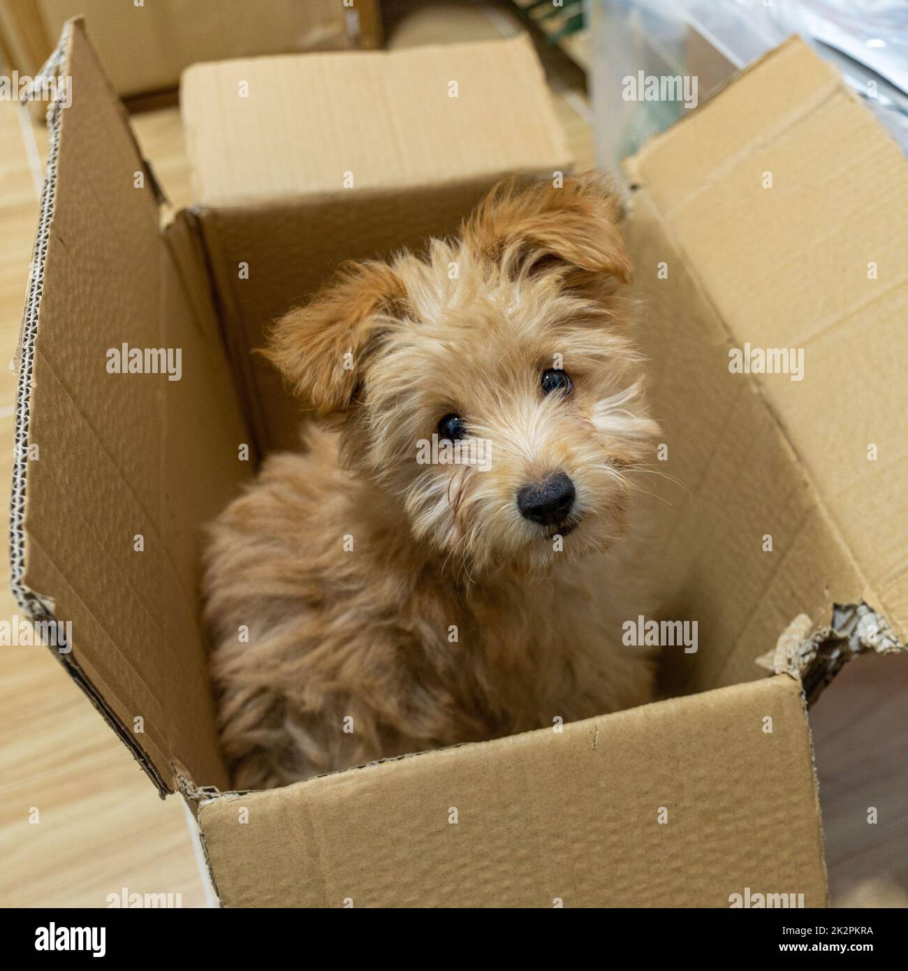 A closeup of an adorable furry dog in a cardboard box looking with a ...