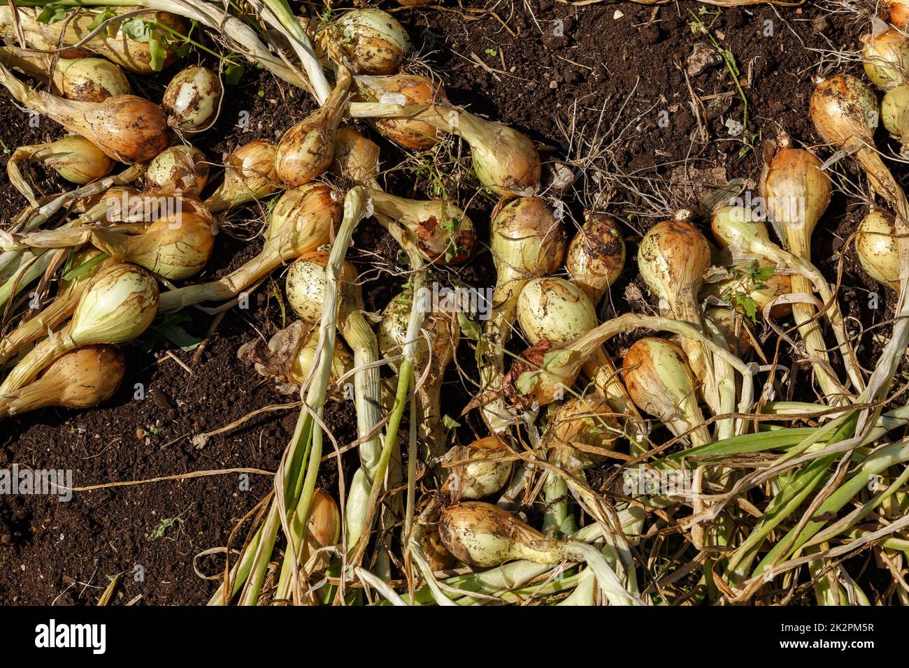 Onion harvest. Freshly harvested organic onions laid out to dry ...