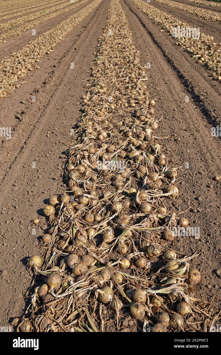 The beginnings of perfect vegetables. A row of oinions on a farm Stock ...