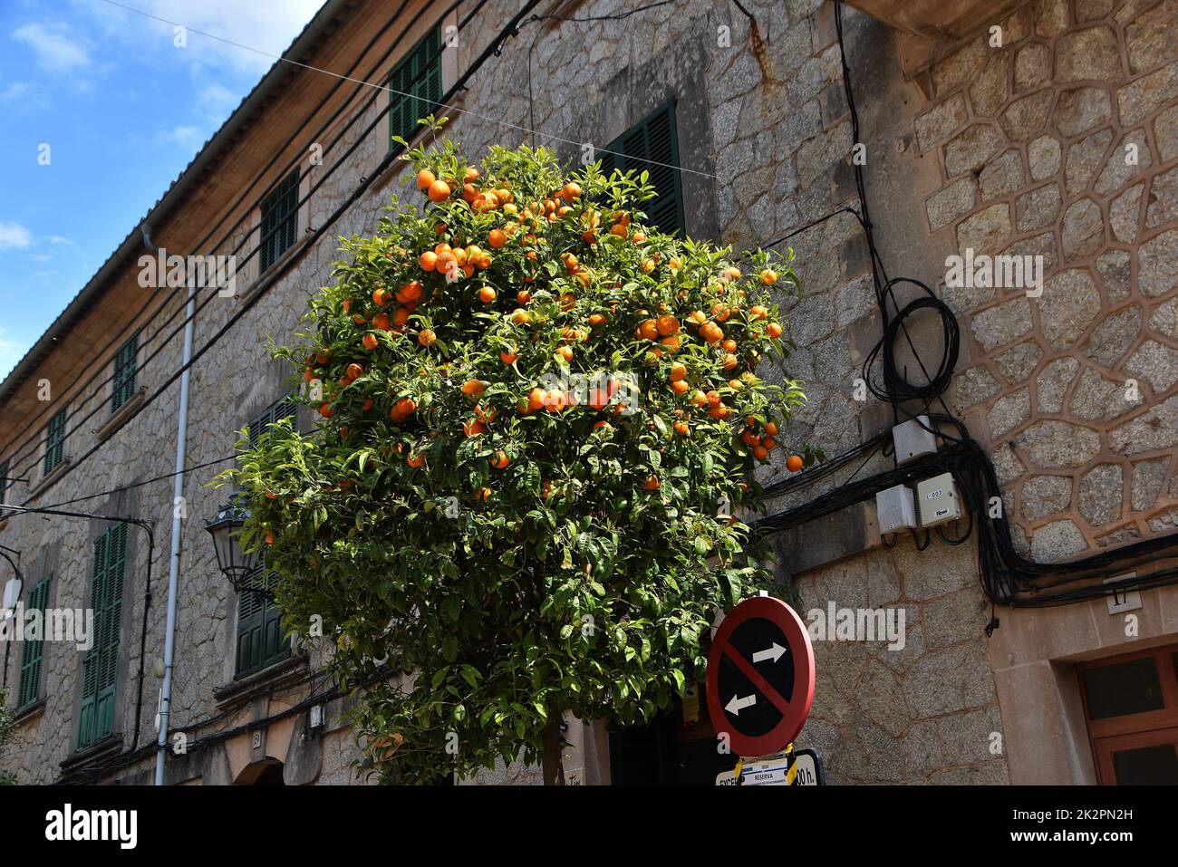 Orange tree mallorca hi-res stock photography and images - Alamy