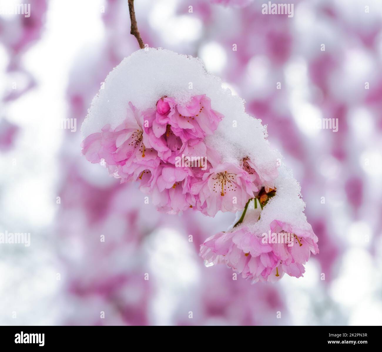 Snow covered cherry tree hi-res stock photography and images - Alamy