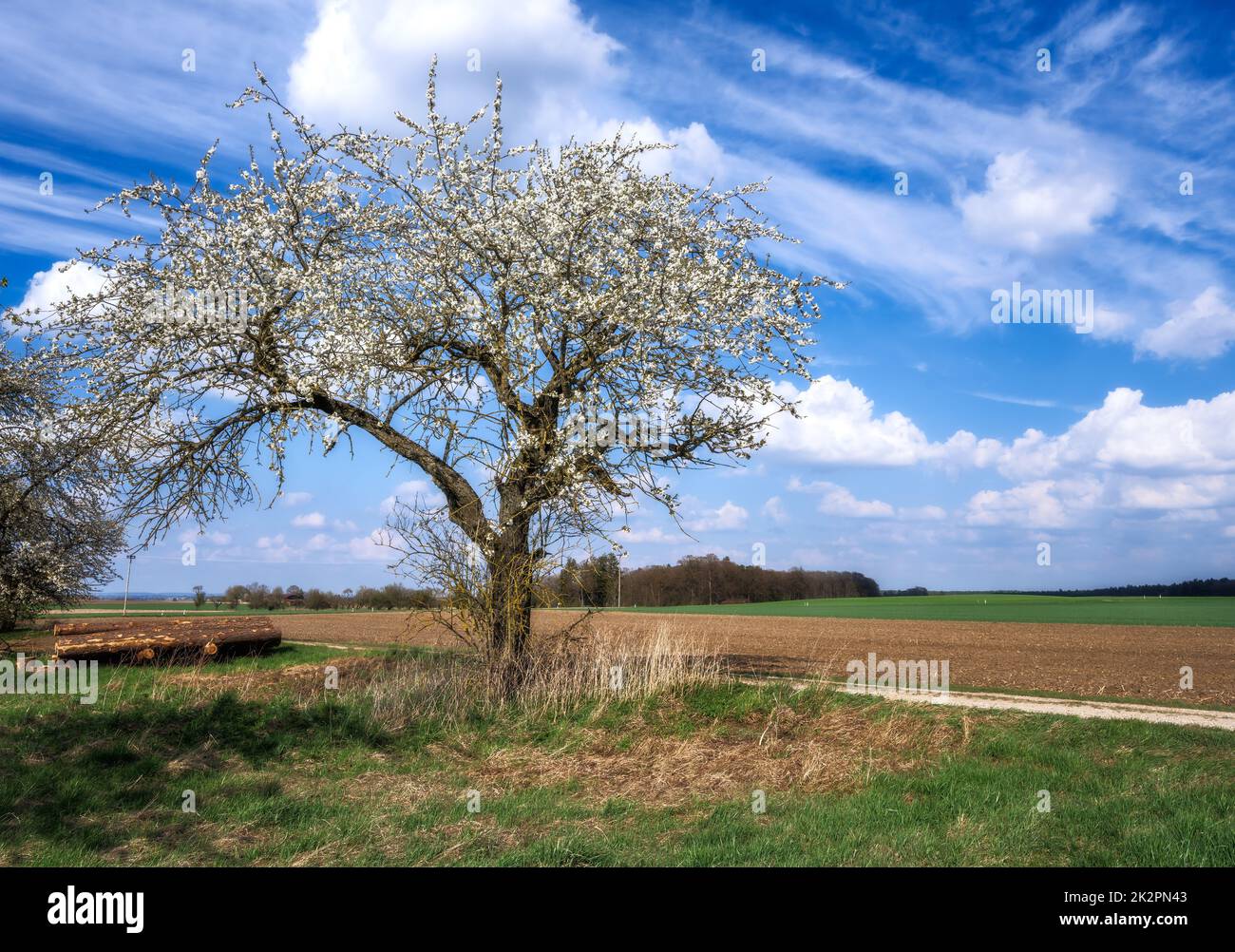 Meadow with a flowering fruit tree Stock Photo - Alamy