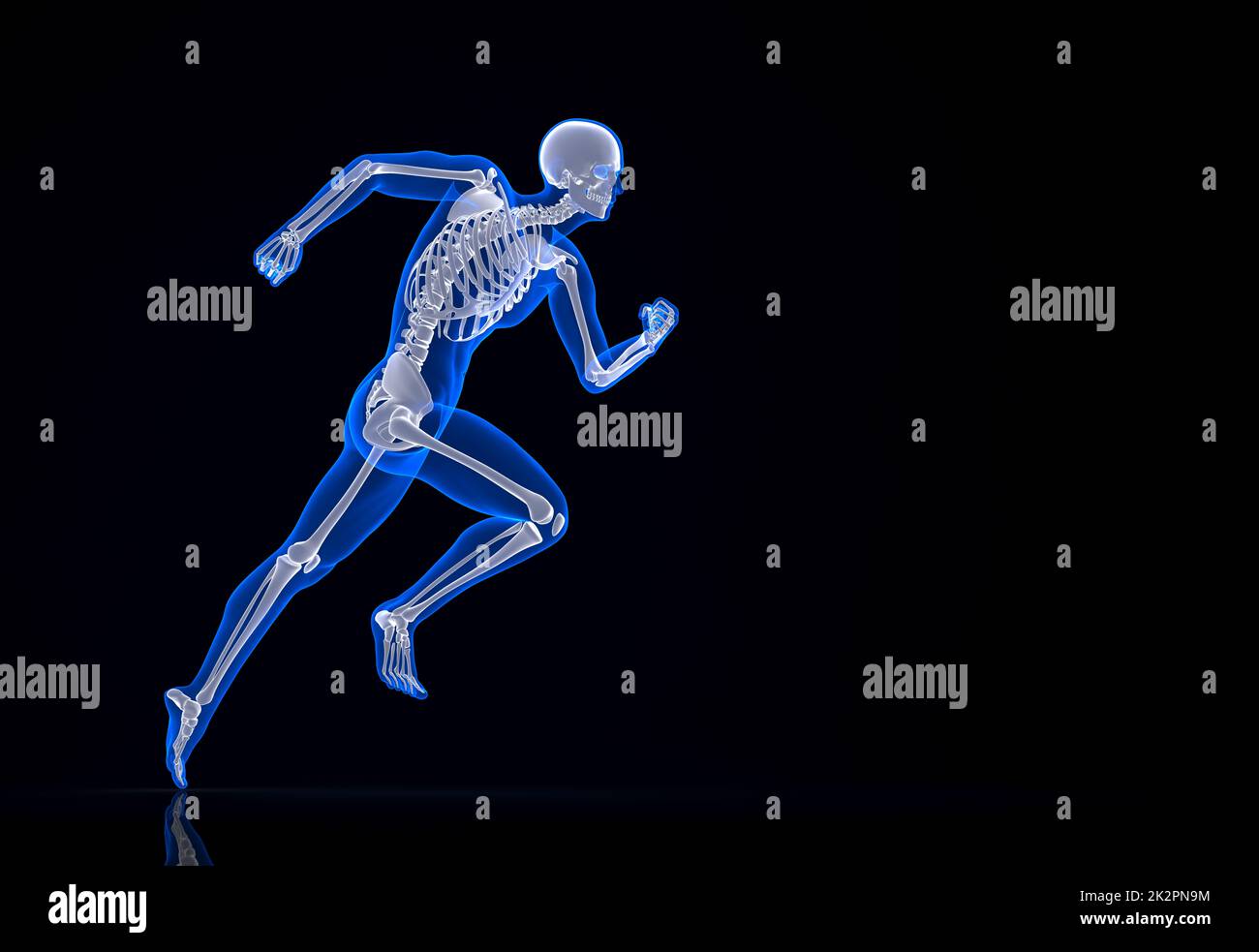 Running skeleton. Contains clipping path Stock Photo - Alamy Running skeleton. Contains clipping path Stock Photo - Alamy