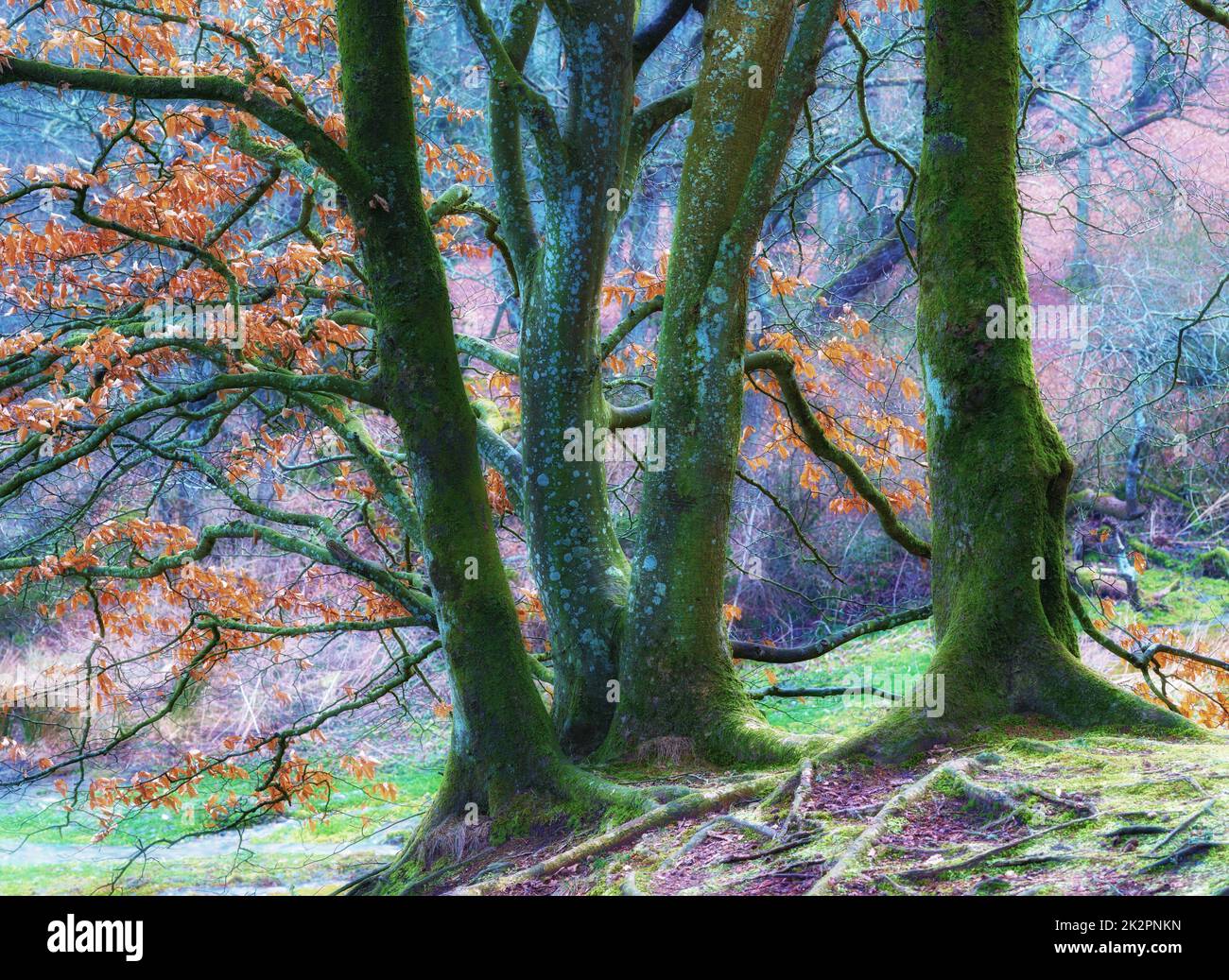 The forest of trolls - Rebild, Denmark. The enchanted forest in Rebild ...