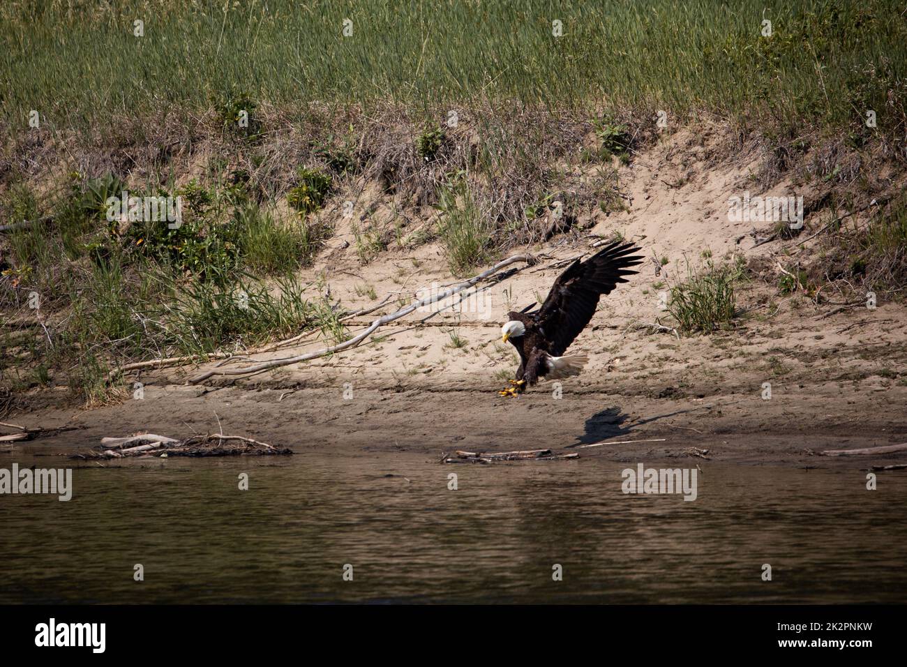 A bald eagle flying over a pond to catch fish Stock Photo - Alamy