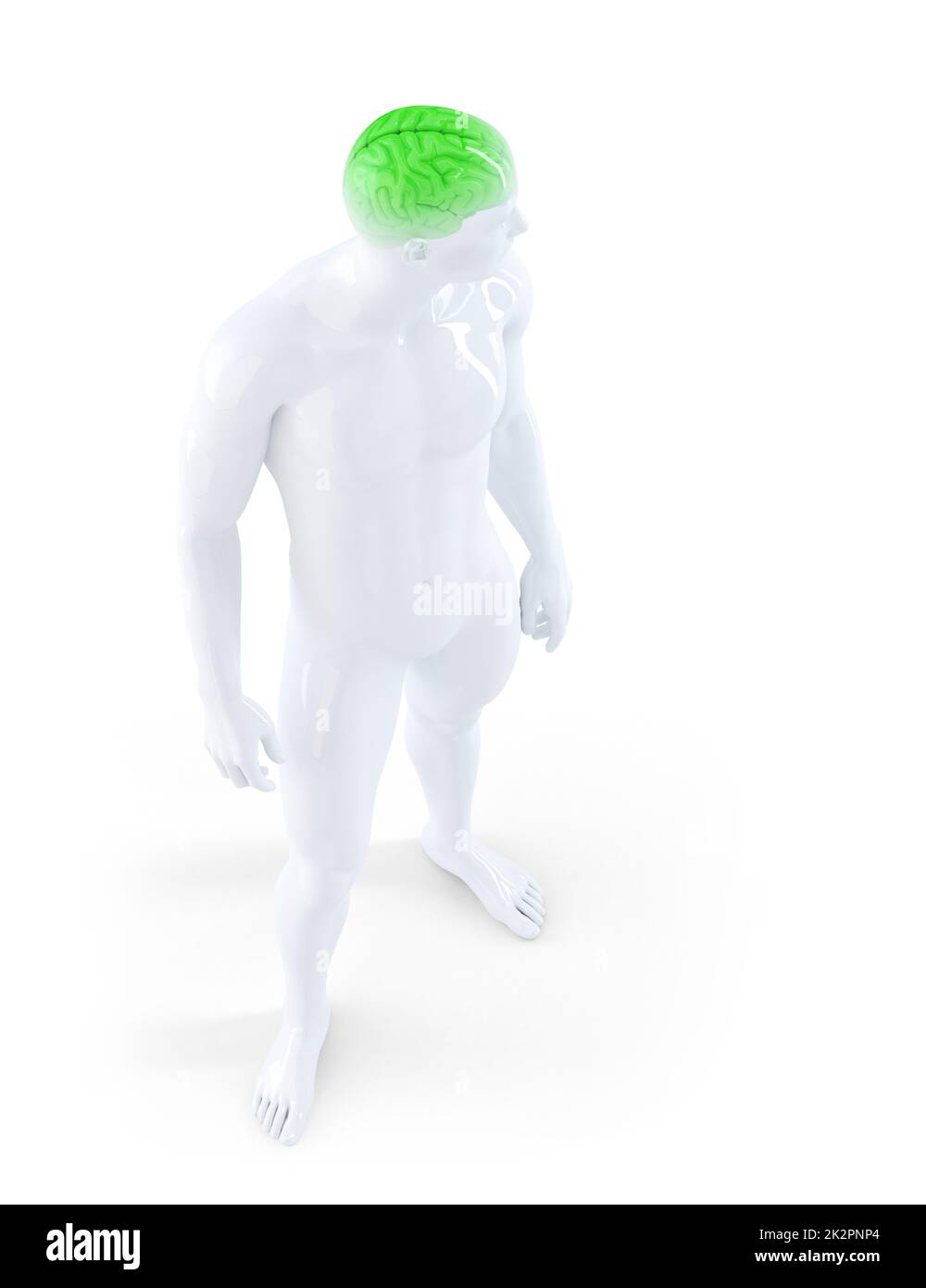 Human brain. 3d anatomical illustration.Isolated. Contains clipping path Stock Photo - Alamy