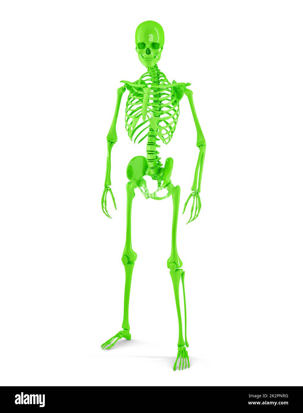 Male Human skeleton. Isolated. Contains clipping path Stock Photo - Alamy
