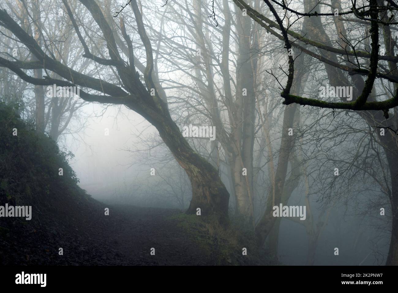 A mystical mysterious forest. With a tree arching over a path on a ...