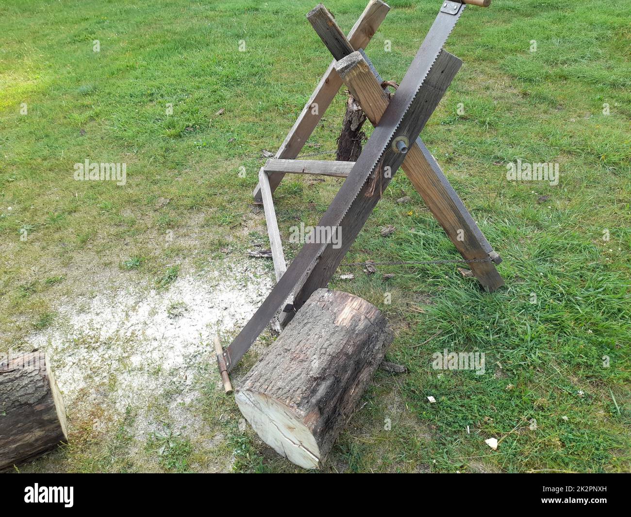 Sawing a tree trunk for a wedding, tradition for bridal couples with ...