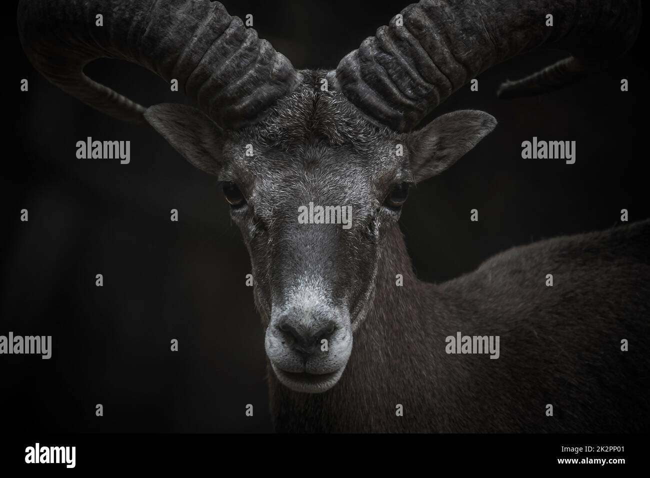 Cyprus Mouflon portrait Stock Photo - Alamy