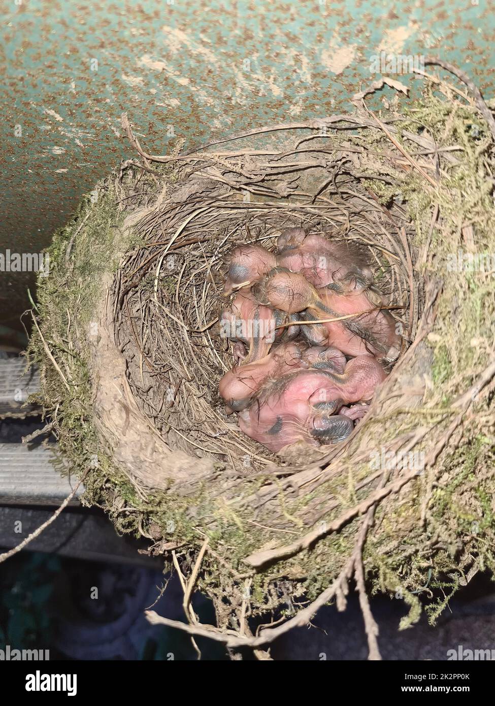 Baby birds in a nest Stock Photo - Alamy
