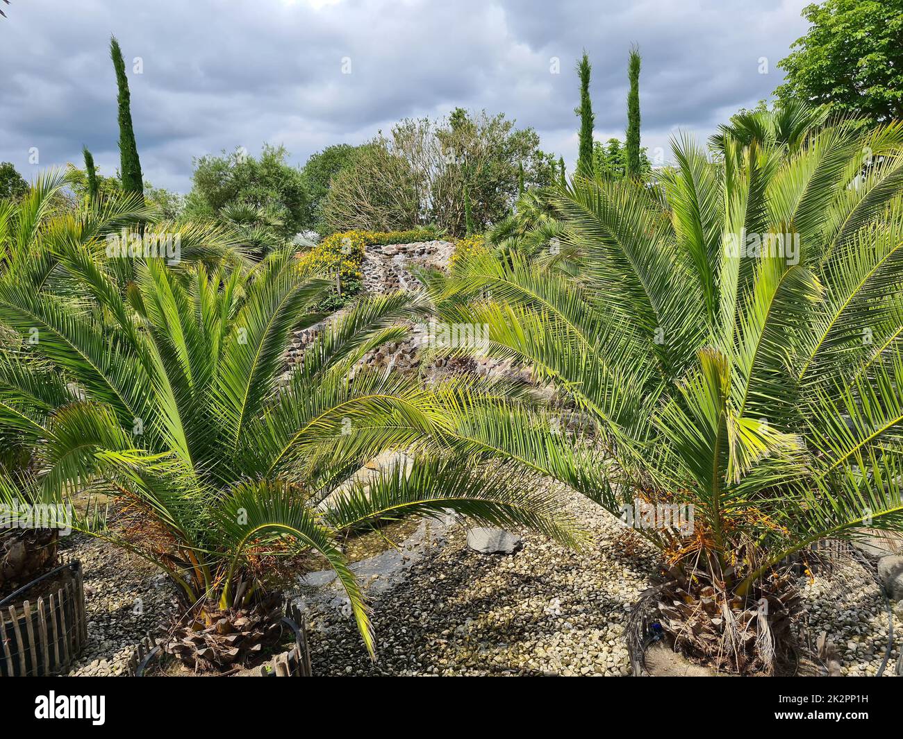 Palm tree forest Stock Photo - Alamy