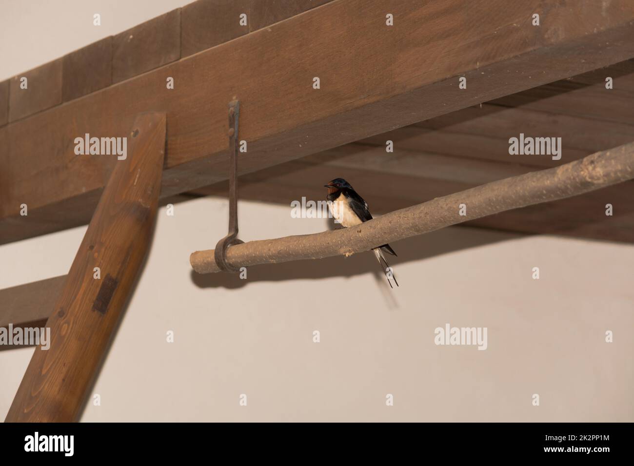 The bird swallow, Hirundo rustica Stock Photo - Alamy