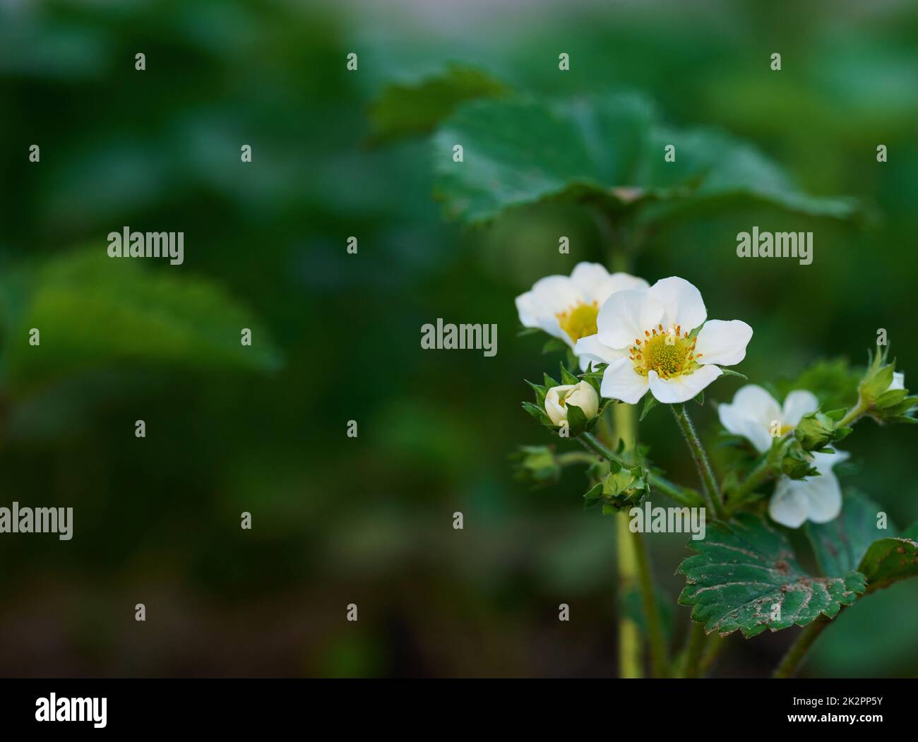 Strawberry bush with green leaves and white flowers in vegetable garden ...