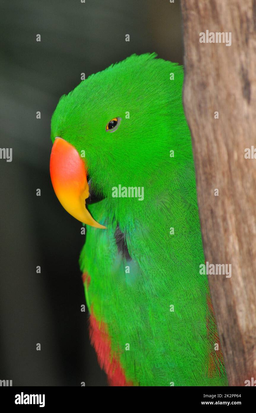 Green eclectus parrot Stock Photo - Alamy